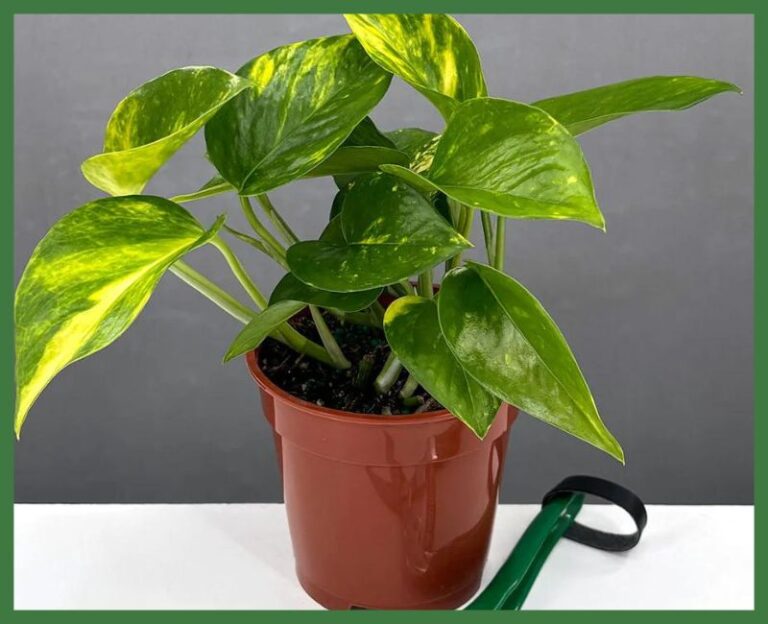 10 Types of Money Plants and How to Care for Them