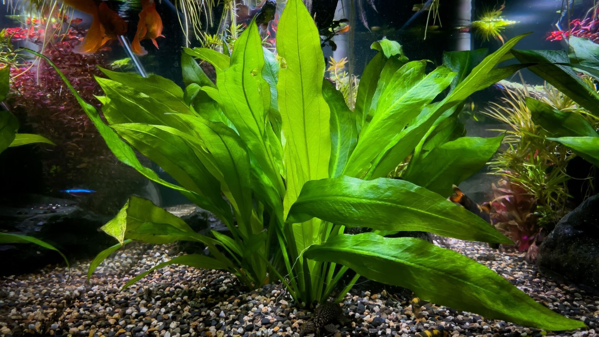 Top 10 Underwater Plants That You Never Knew