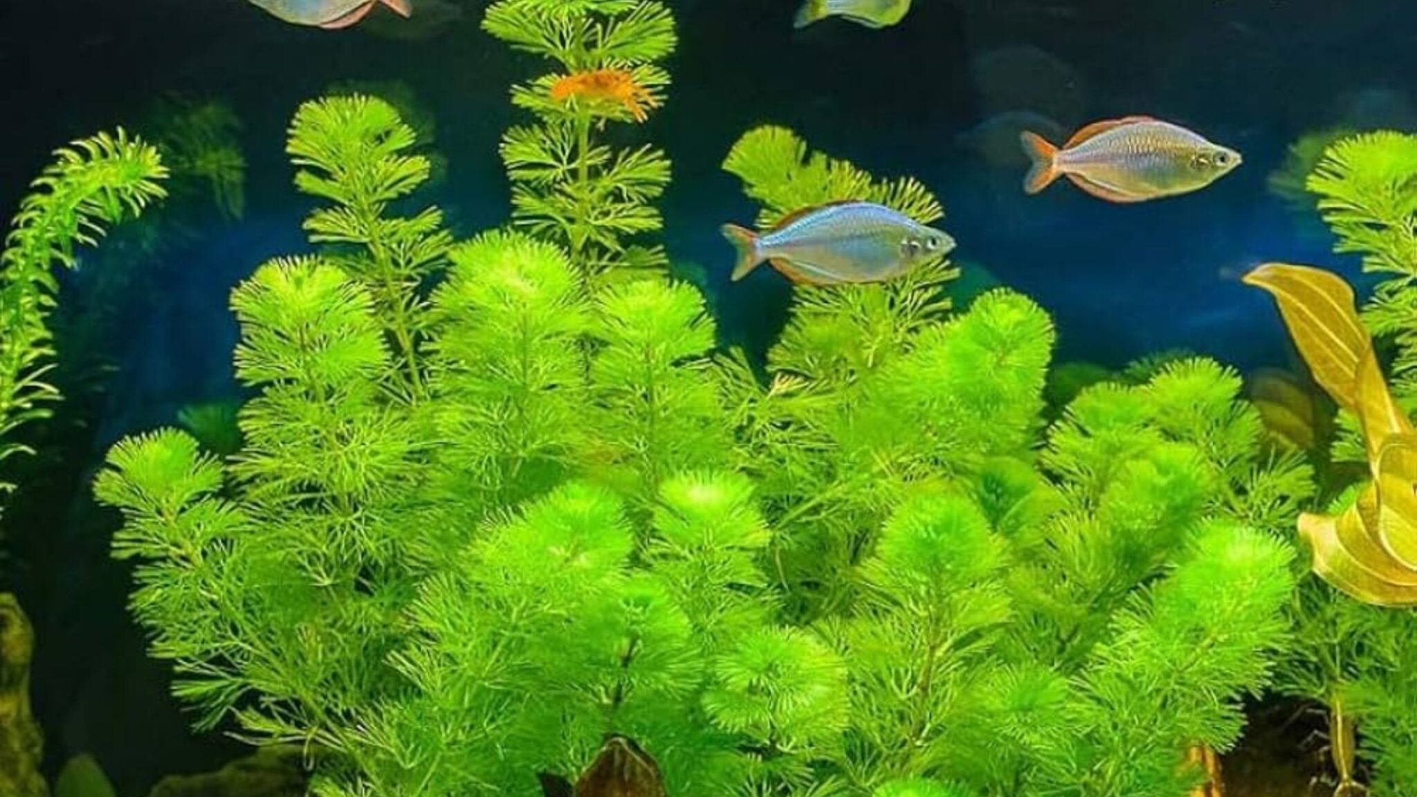 Top 10 Underwater Plants That You Never Knew