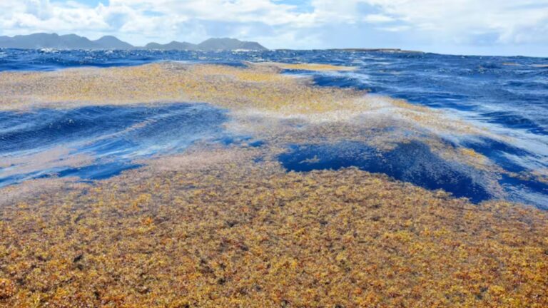 Oceanic Gardens: 7 Plant Types in the Ocean That Sustain Life